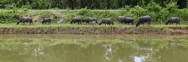 Rzeki kongo Stock Photos, Royalty Free Rzeki kongo Images | Depositphotos