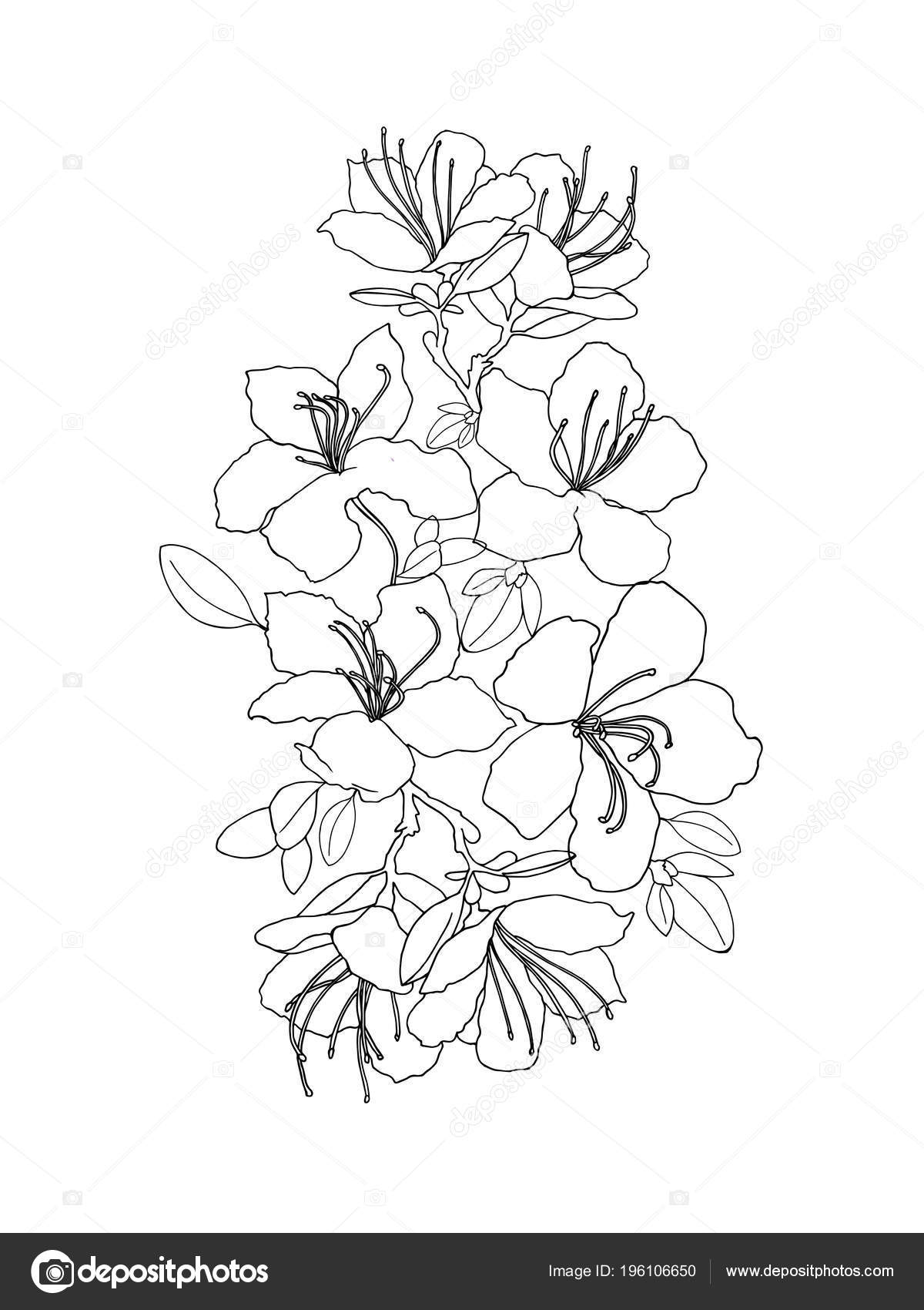 Rhododendron Drawing