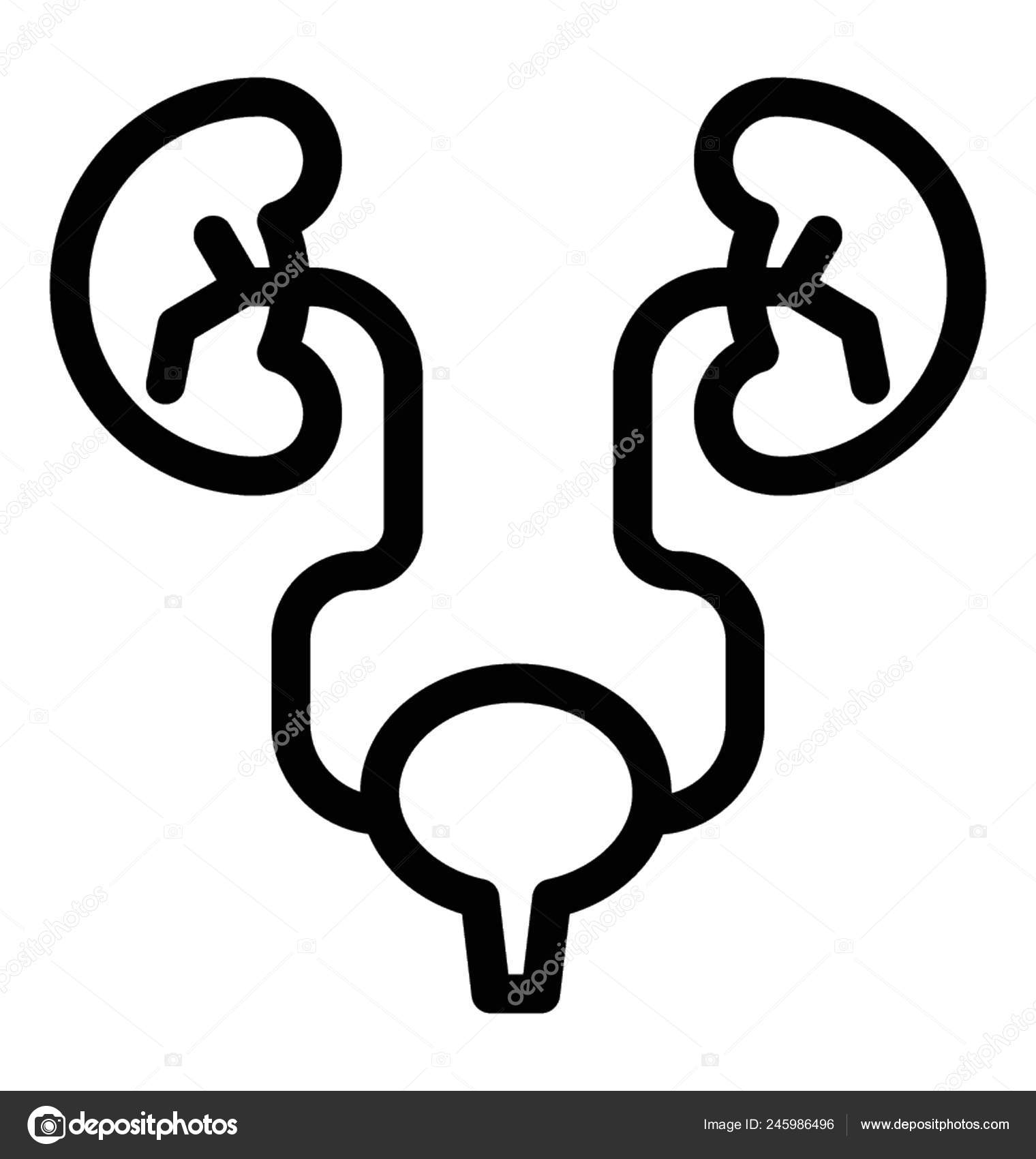 Urinary System Icon Line Vector Stock Vector by ©vectorspoint 245986496