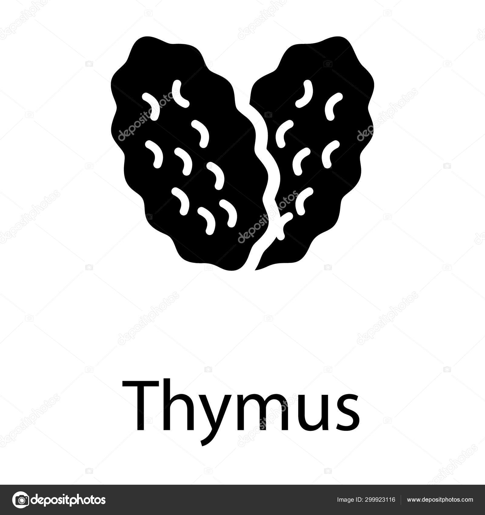 Thymus Gland Vector Solid Design Stock Vector Image by ©vectorspoint ...