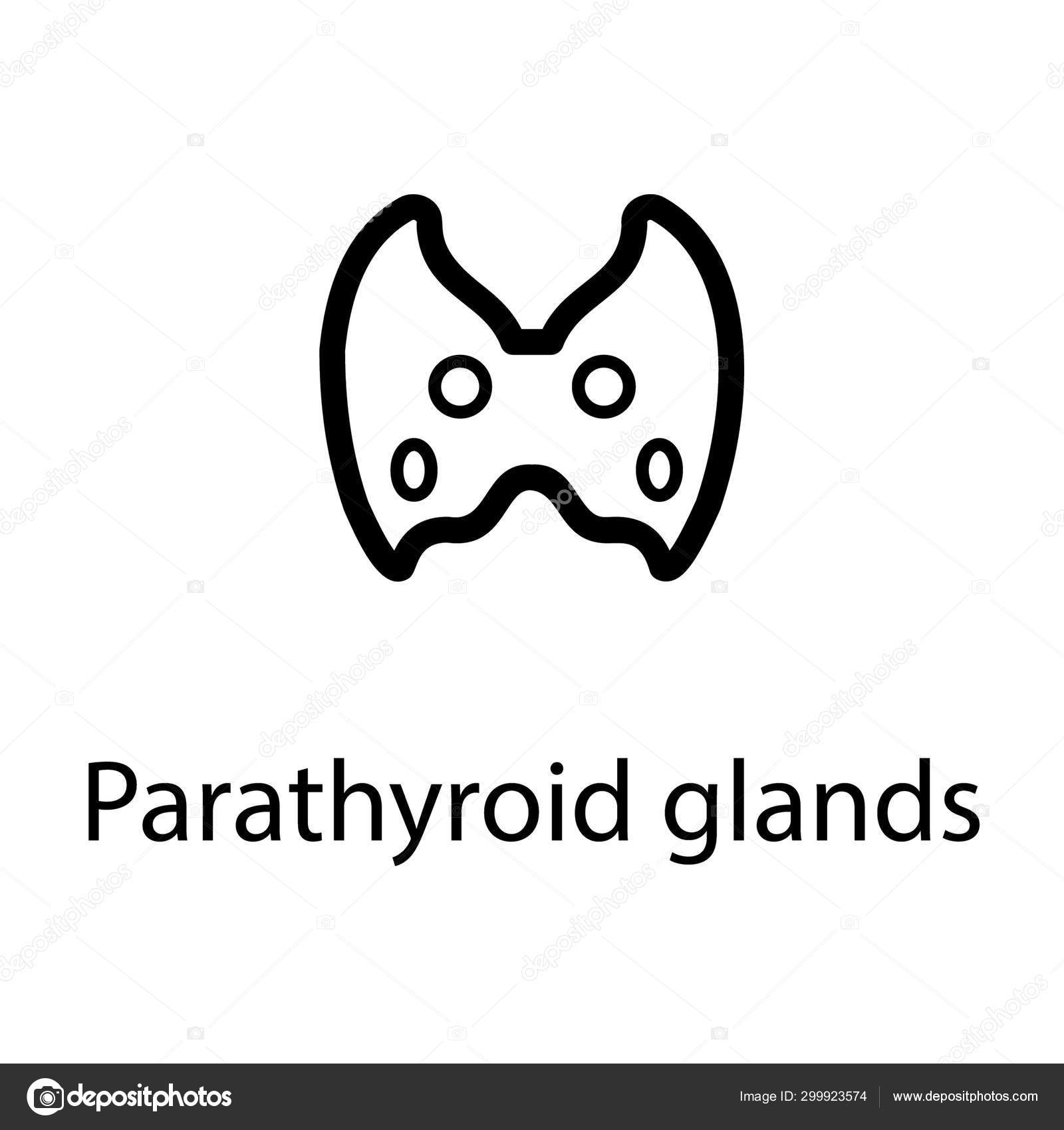 直线设计中的甲状旁腺向量图库矢量图作者：© vectorspoint 299923574