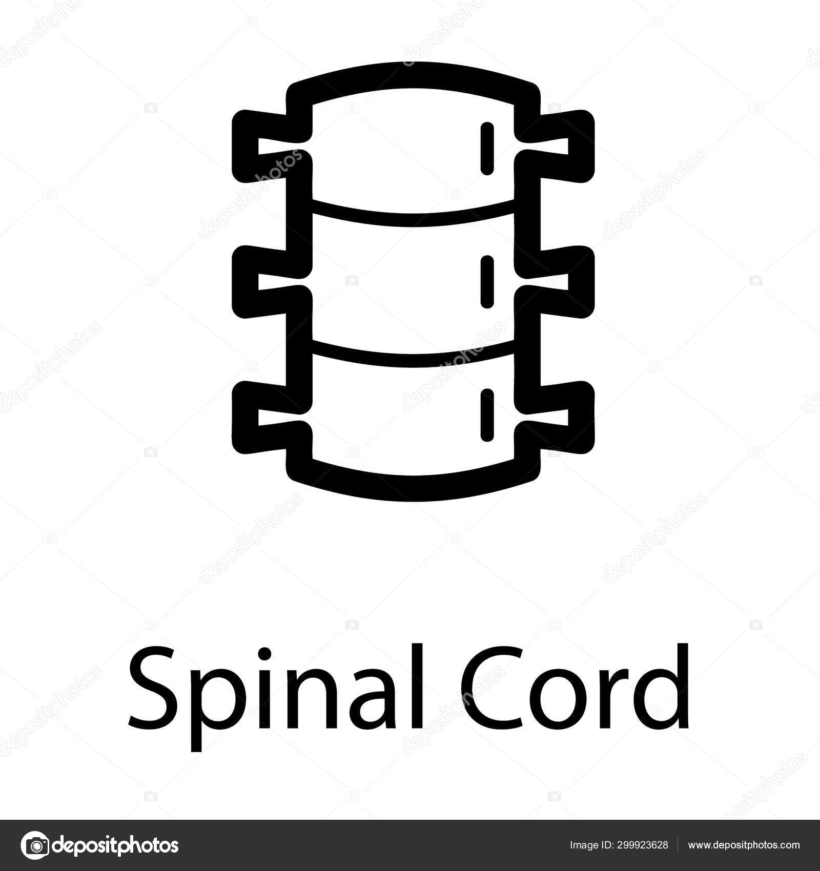 Spinal Column Vector Line Design Stock Vector by ©vectorspoint 299923628