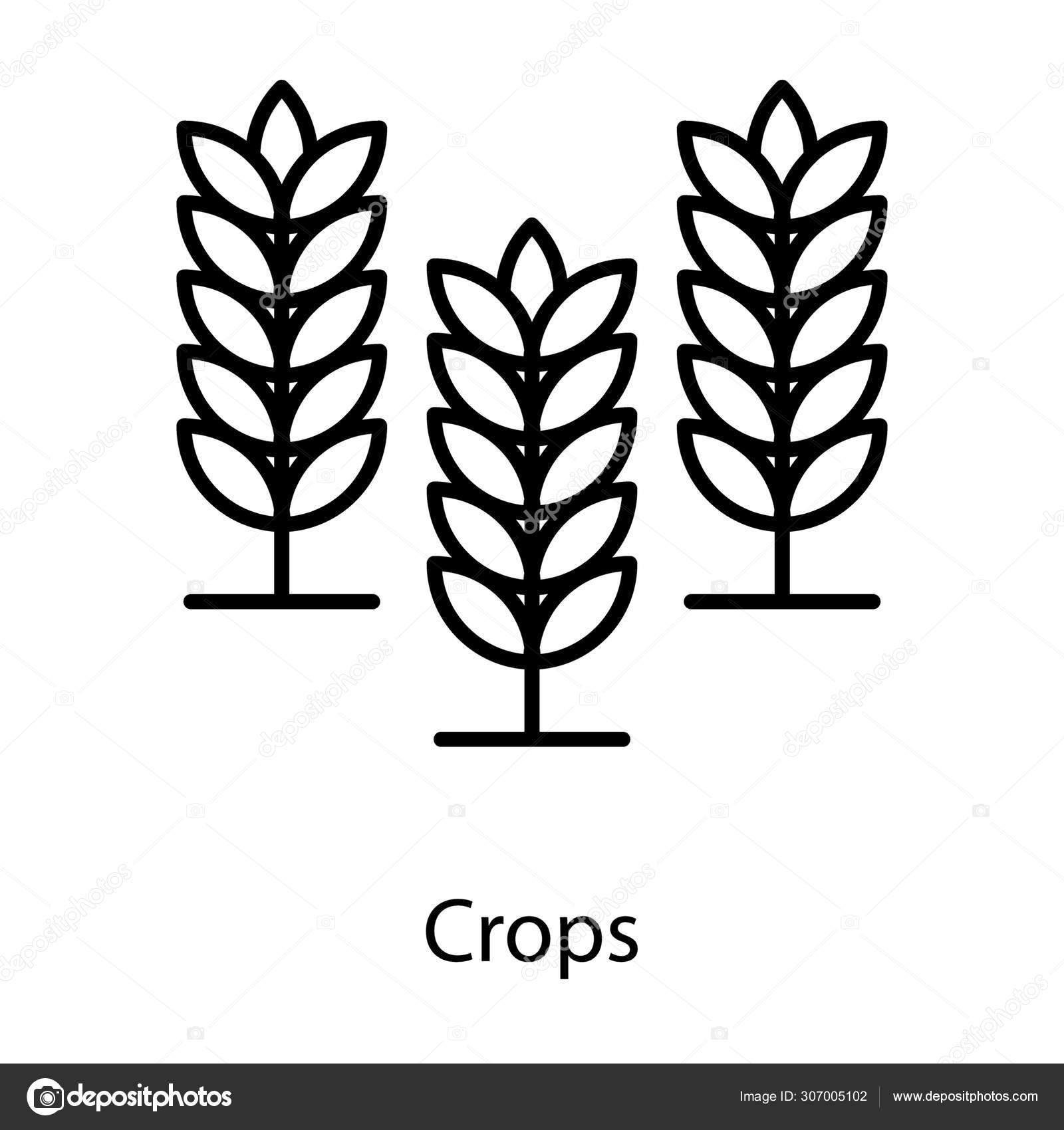 Barley Crop Vector Line Design Stock Vector by ©vectorspoint 307005102