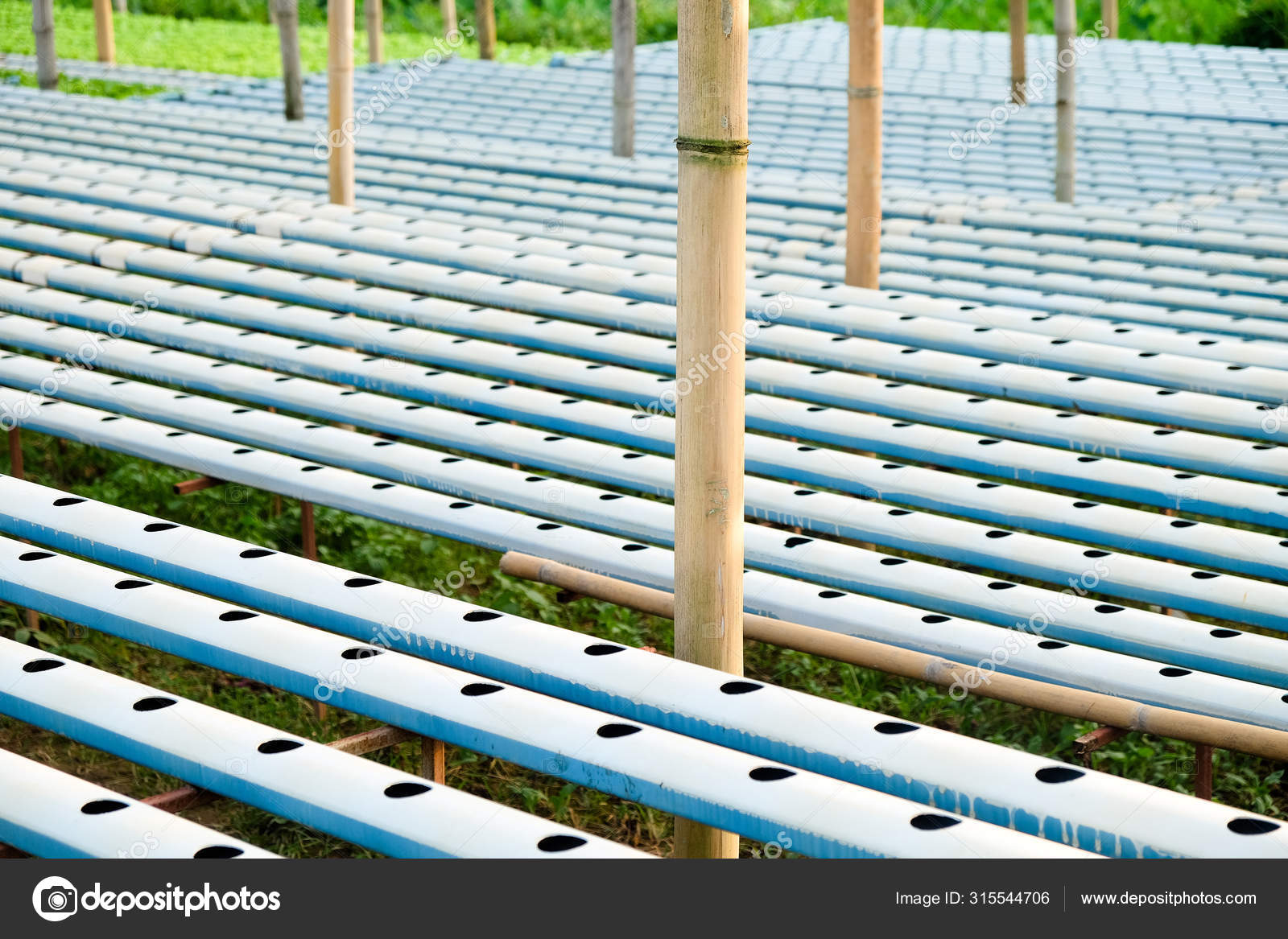 Hydroponics Vegetable Farm Hydroponics Gully Background — Stock Photo ...