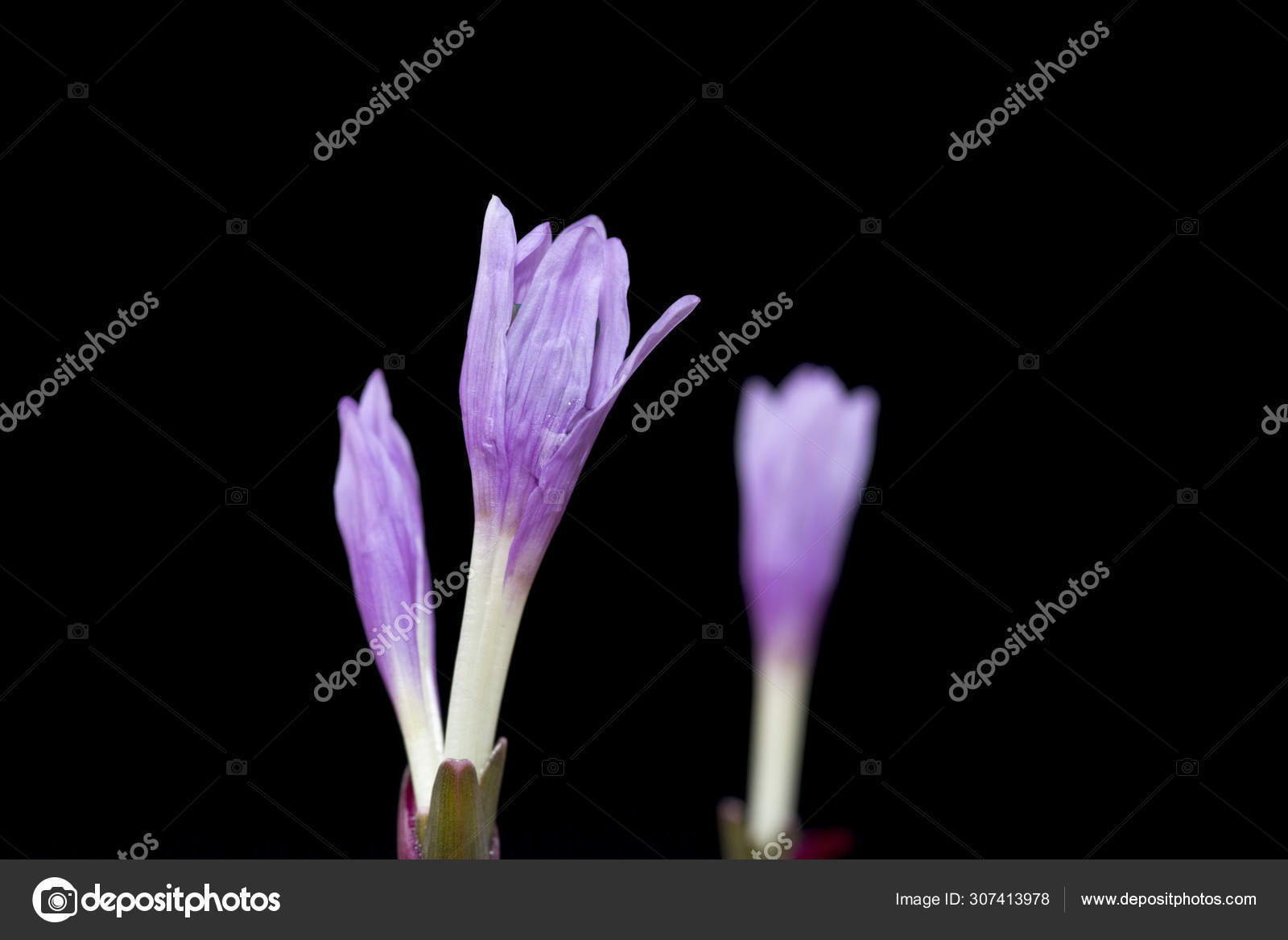 Colchicum Genus Perennial Flowering Plants Containing 160 Species Which ...