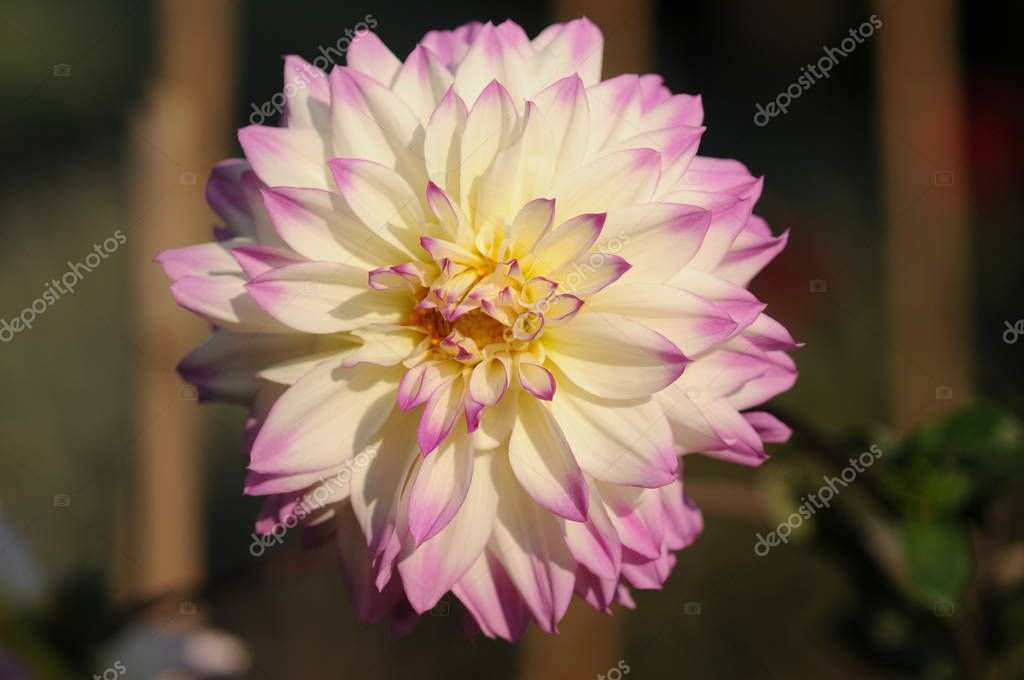 Dahlia es un género de plantas perennes arbustivas, tuberosas y herbáceas nativas de México. Un ...