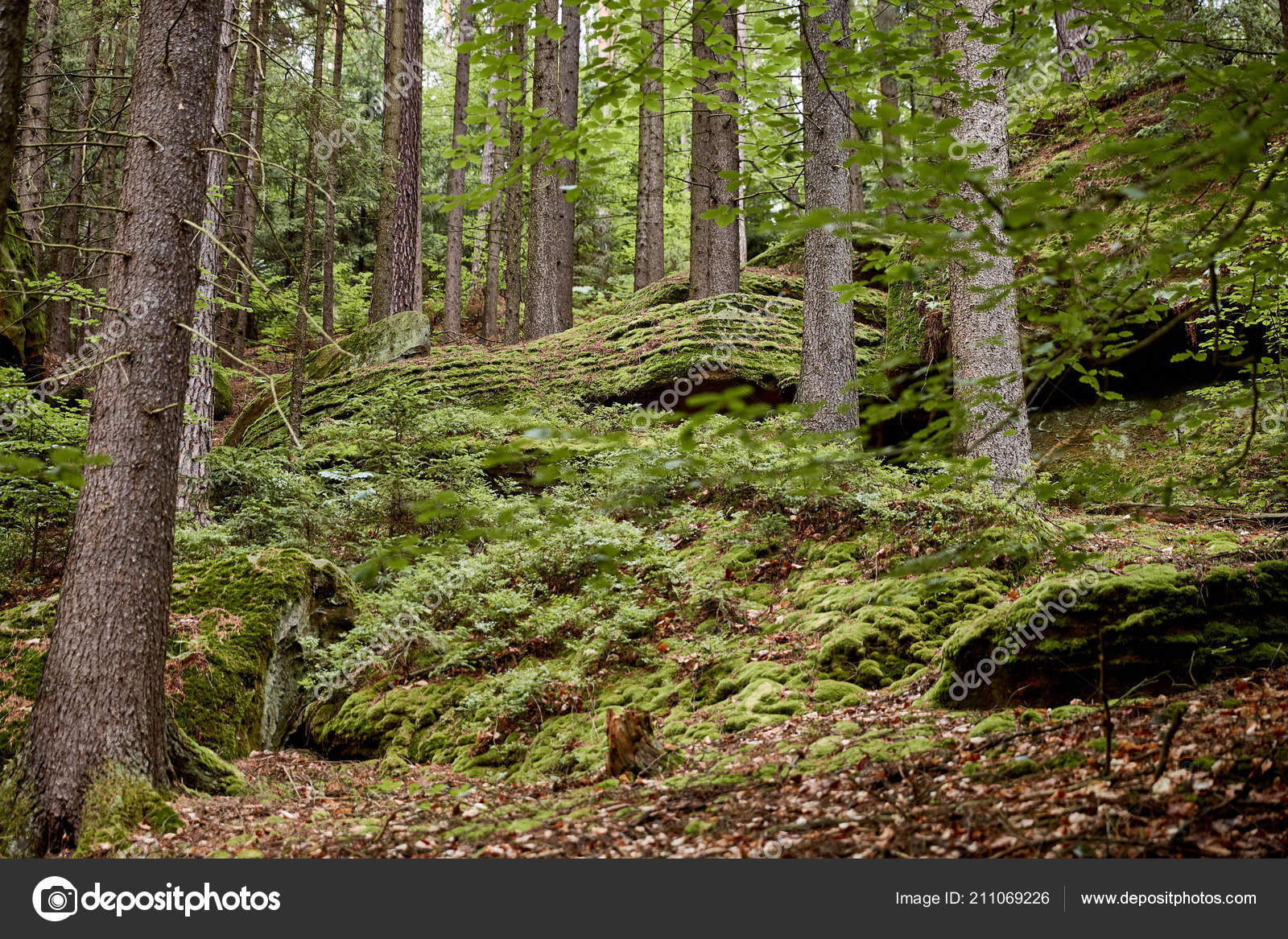 Trunks — Stock Photo © AlexGukBO #211069226
