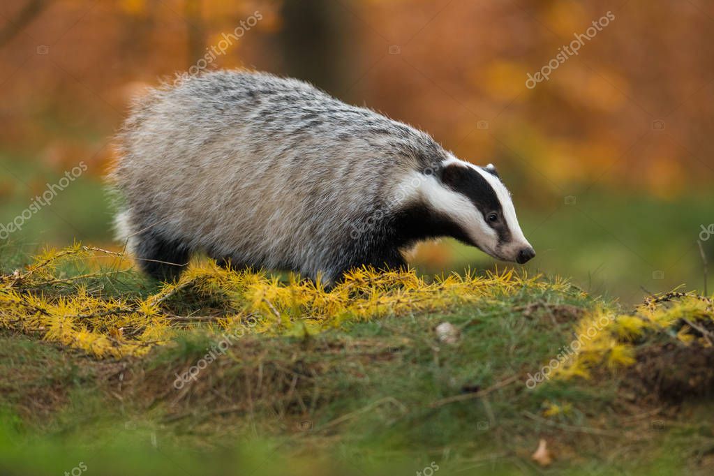 Portrait European Badger Meles Meles His Natural Environment Cute Black ...