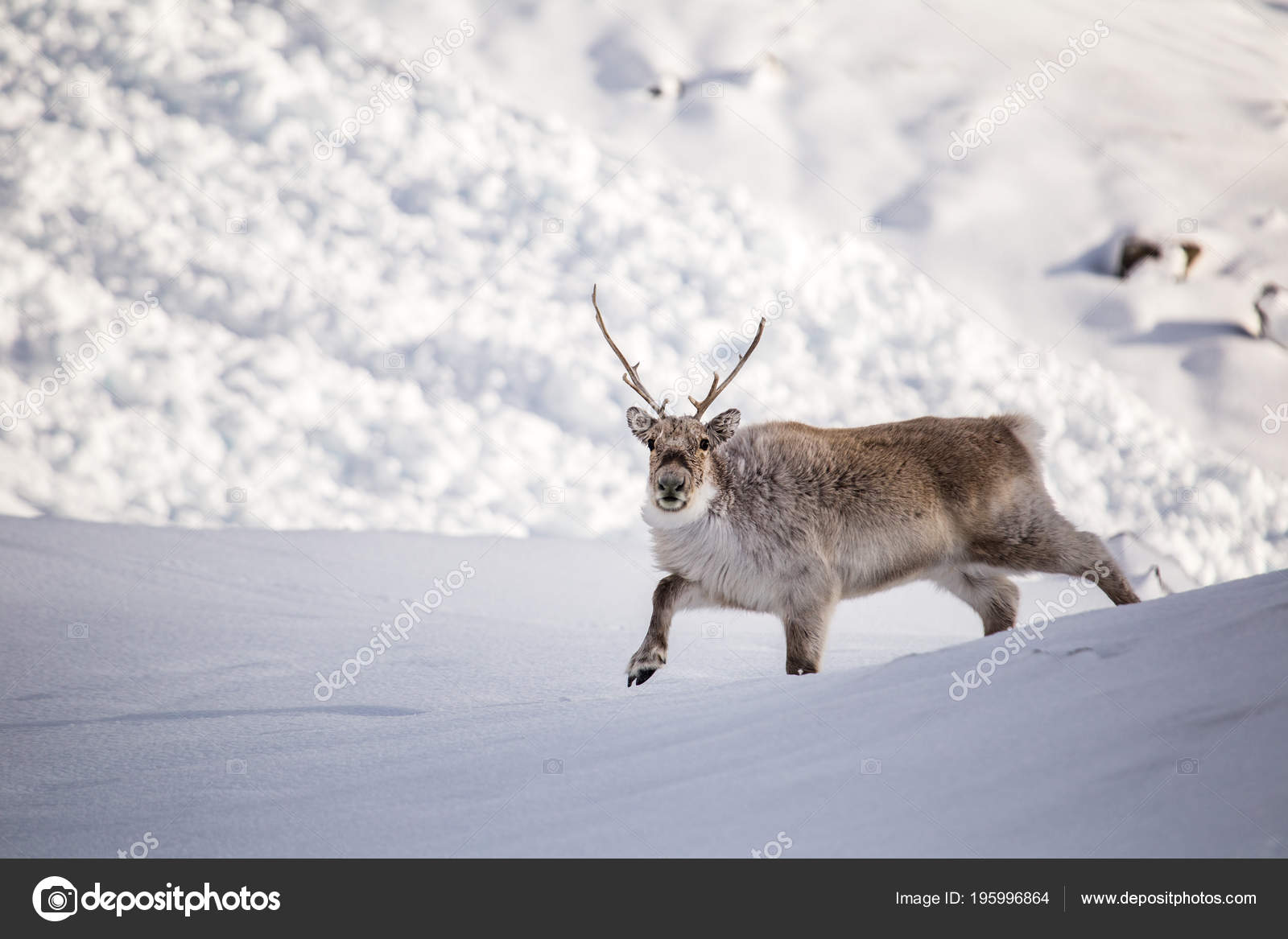 Fluffy Reindeer Its Natural Snowy Arctic Habitat — Stock Photo ...