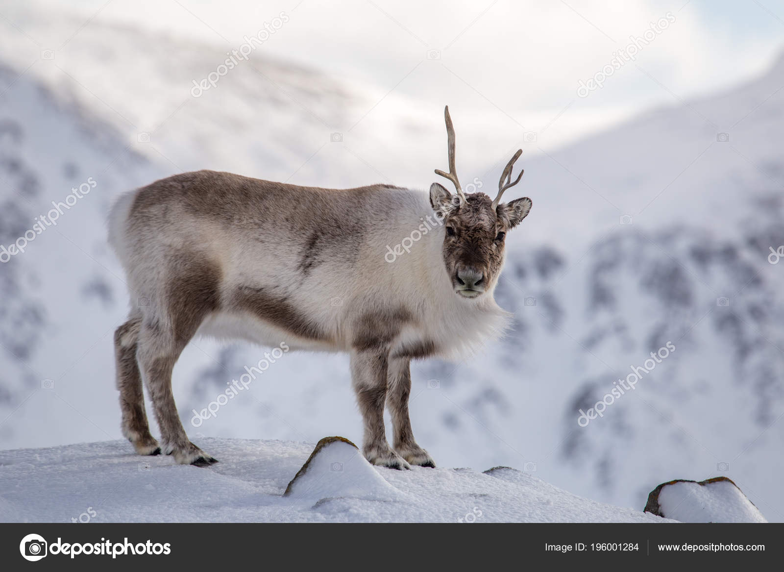 Fluffy Reindeer Its Natural Snowy Arctic Habitat — Stock Photo ...