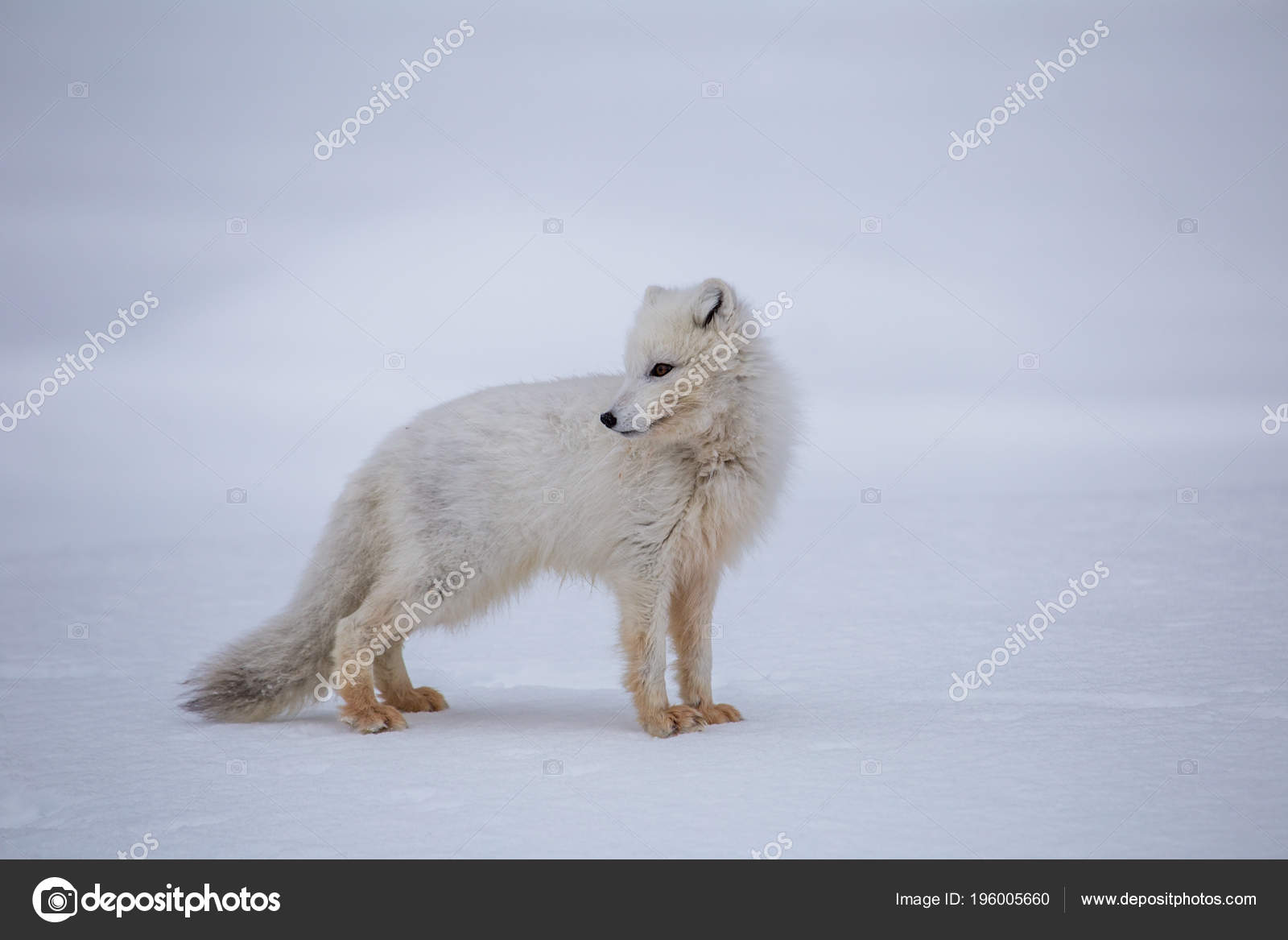 Arctic Fox Spring