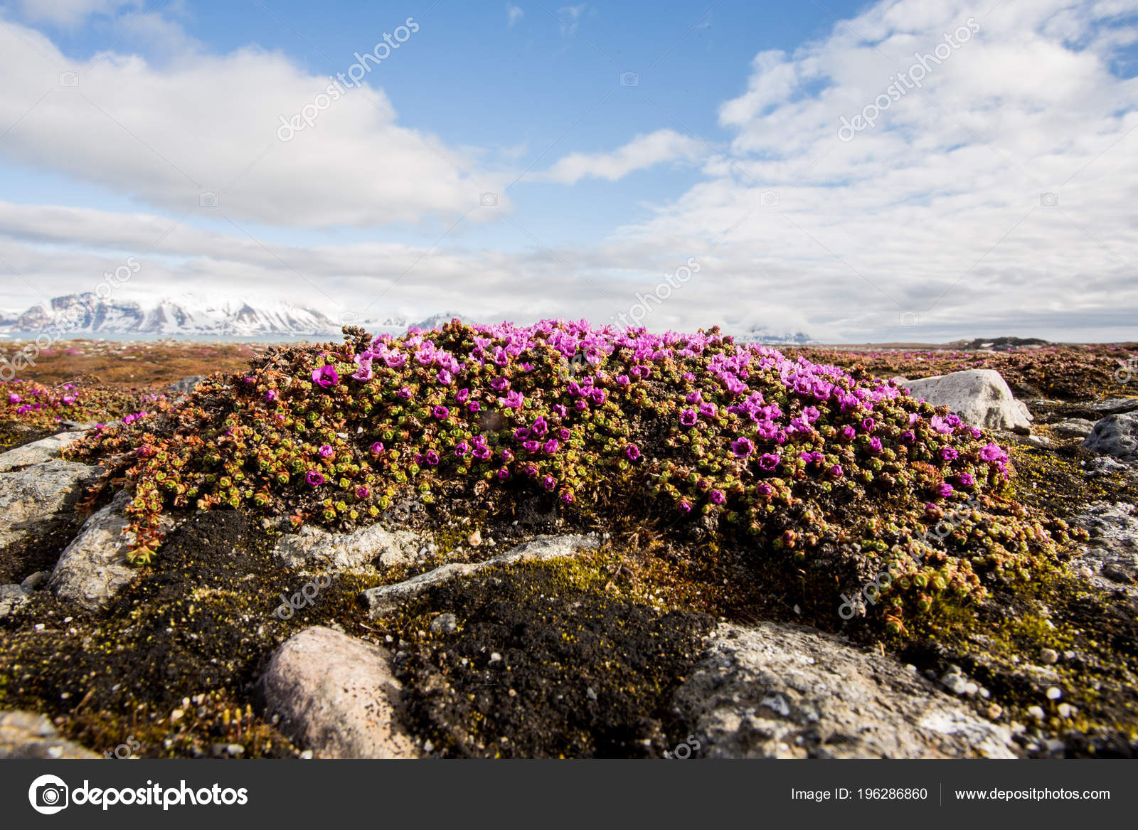 Pink Arctic Tundra