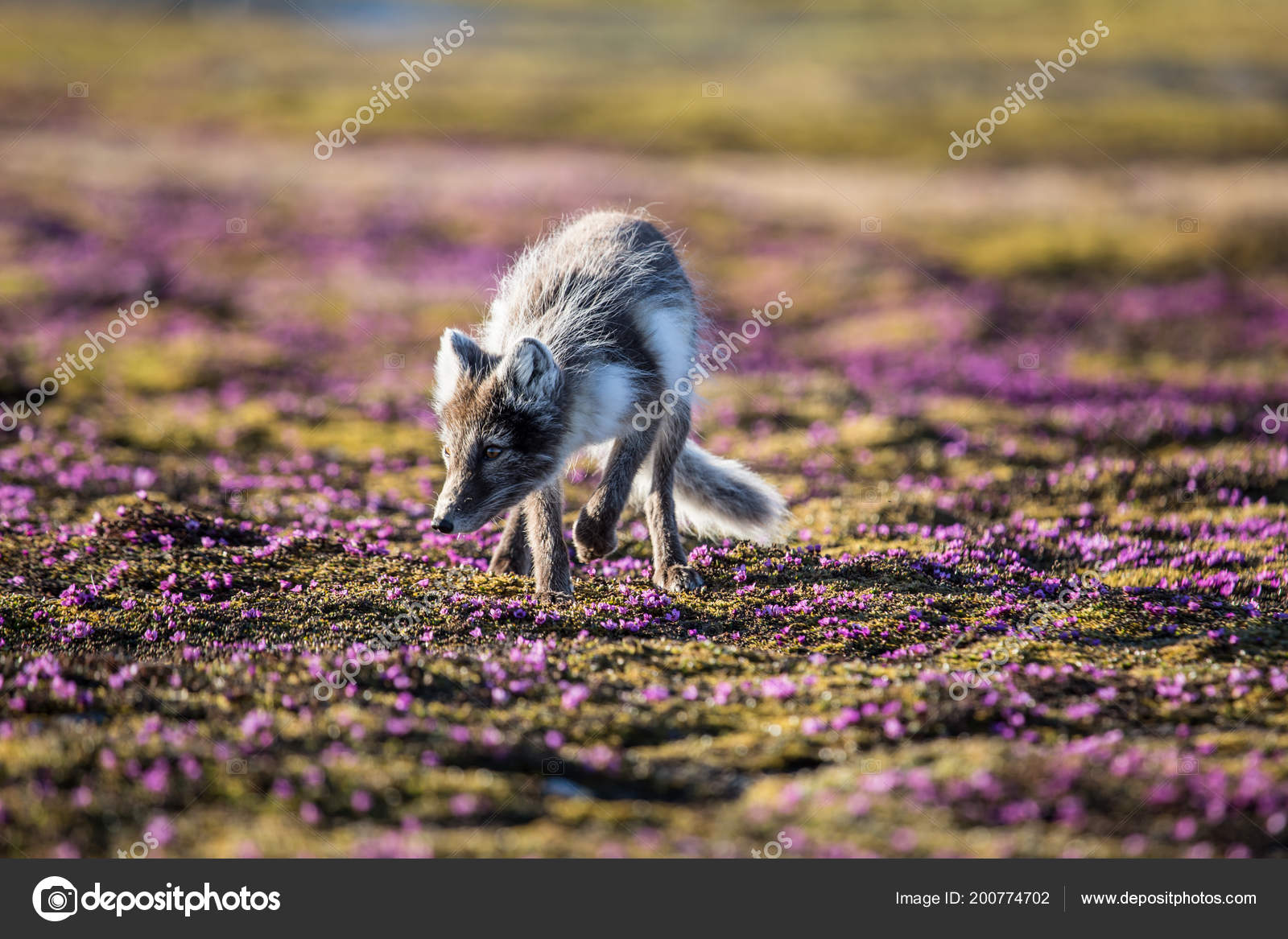 Arctic Fox Spring