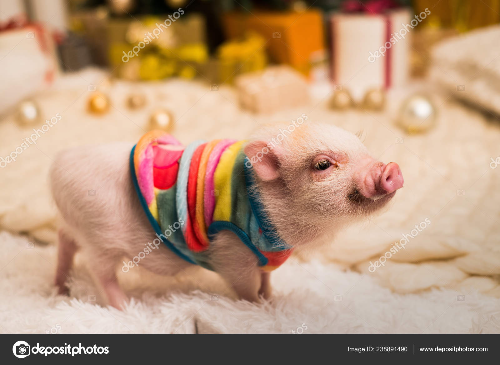 Pink Teacup Pig
