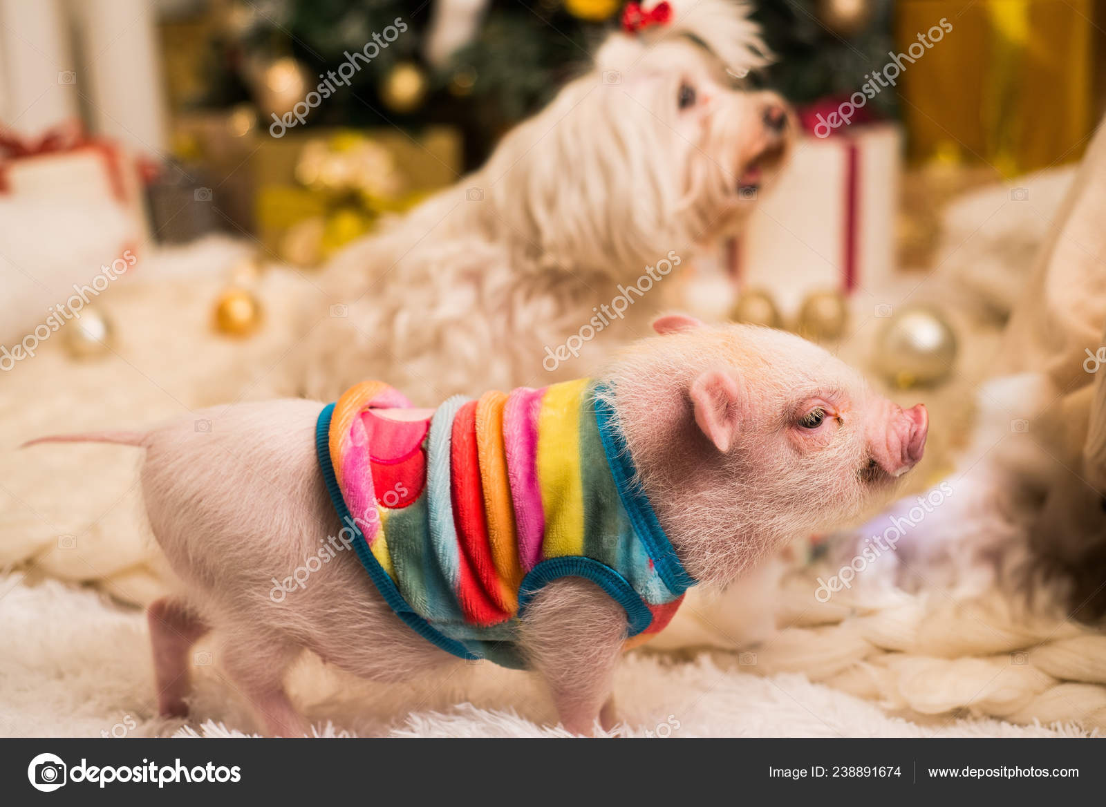 Cute Teacup Pig Wallpaper