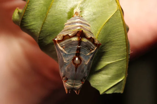 Fotos de Inseto cone, Imagens de Inseto cone sem royalties | Depositphotos