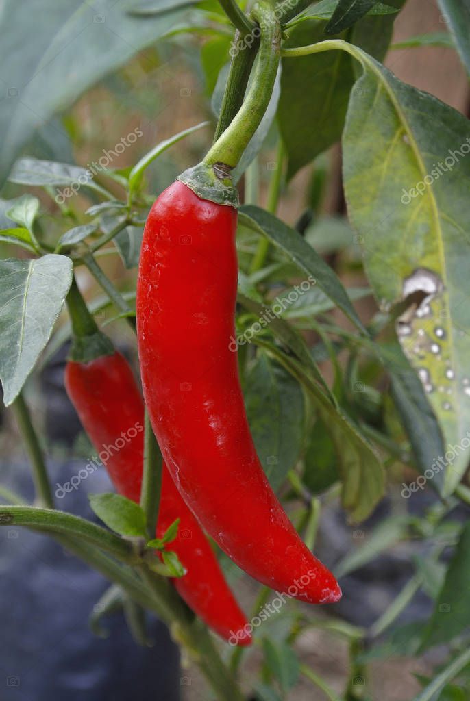 Planta de chiles rojos, Indonesia. El chile es el fruto de plantas del ...