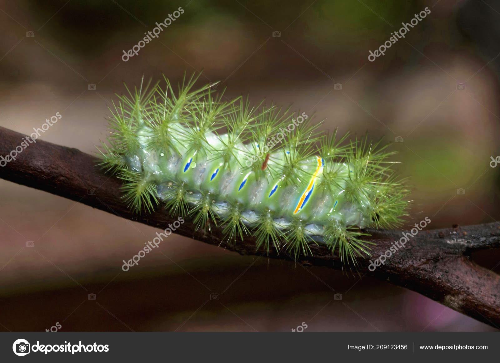 Slug Moth Caterpillar Indonesia Limacodidae Euclidae Family Moths ...