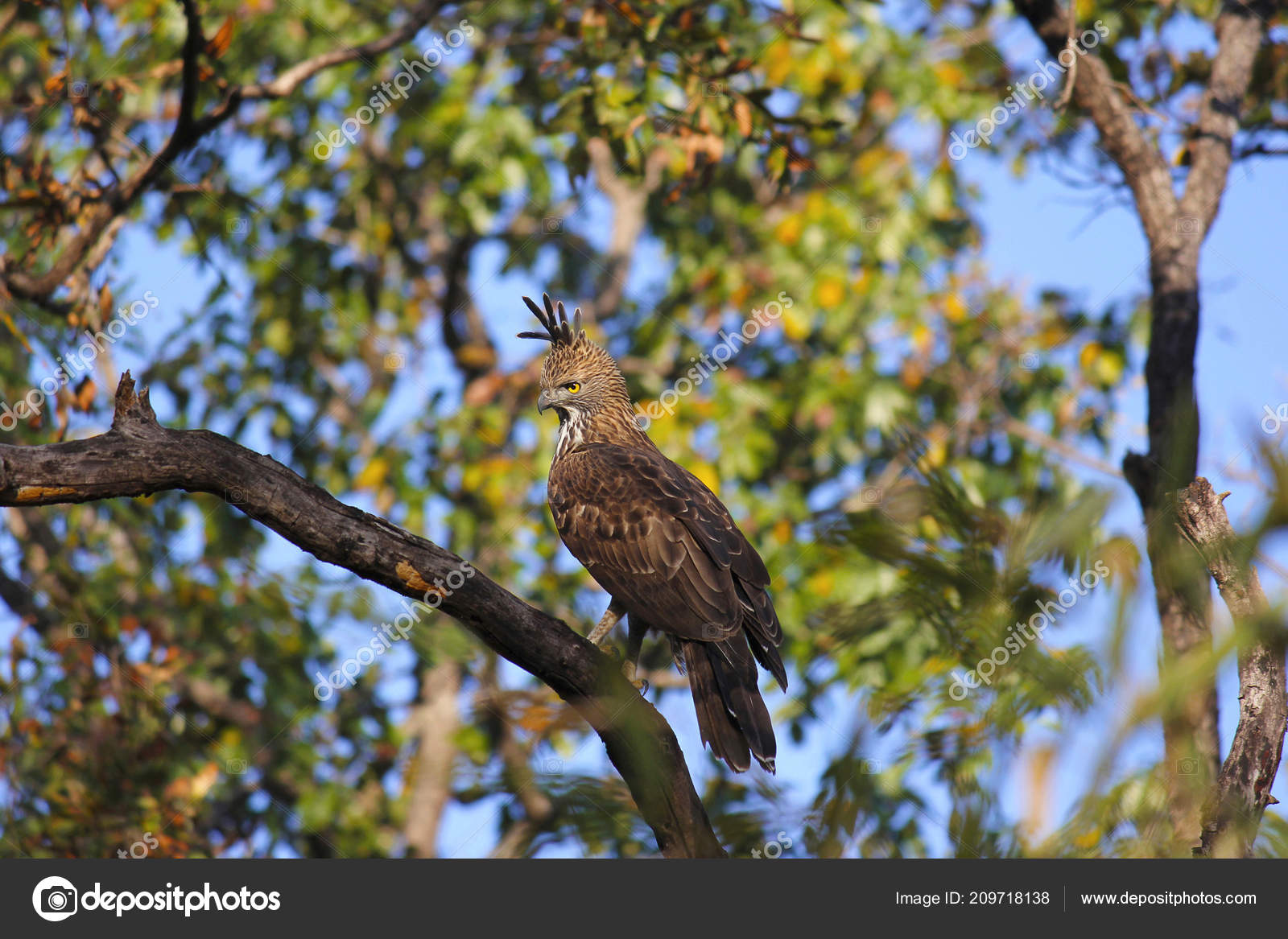 Changeable Hawk Eagle Nisaetus Cirrhatus Crested Hawk Eagle Kanha Tiger ...