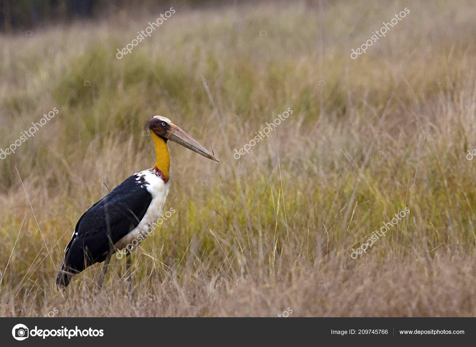 Lesser Adjutant Stork Leptoptilos Javanicus Bandhavgarh Tiger Reserve ...