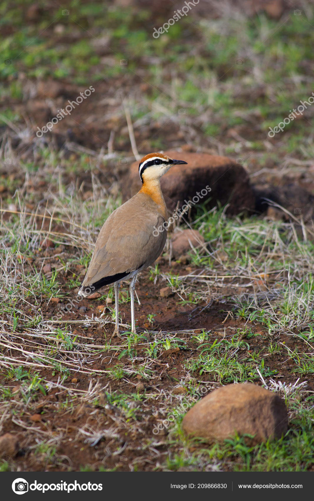 Indian Courser Cursorius Coromandelicus Pune Maharashtra State India ...