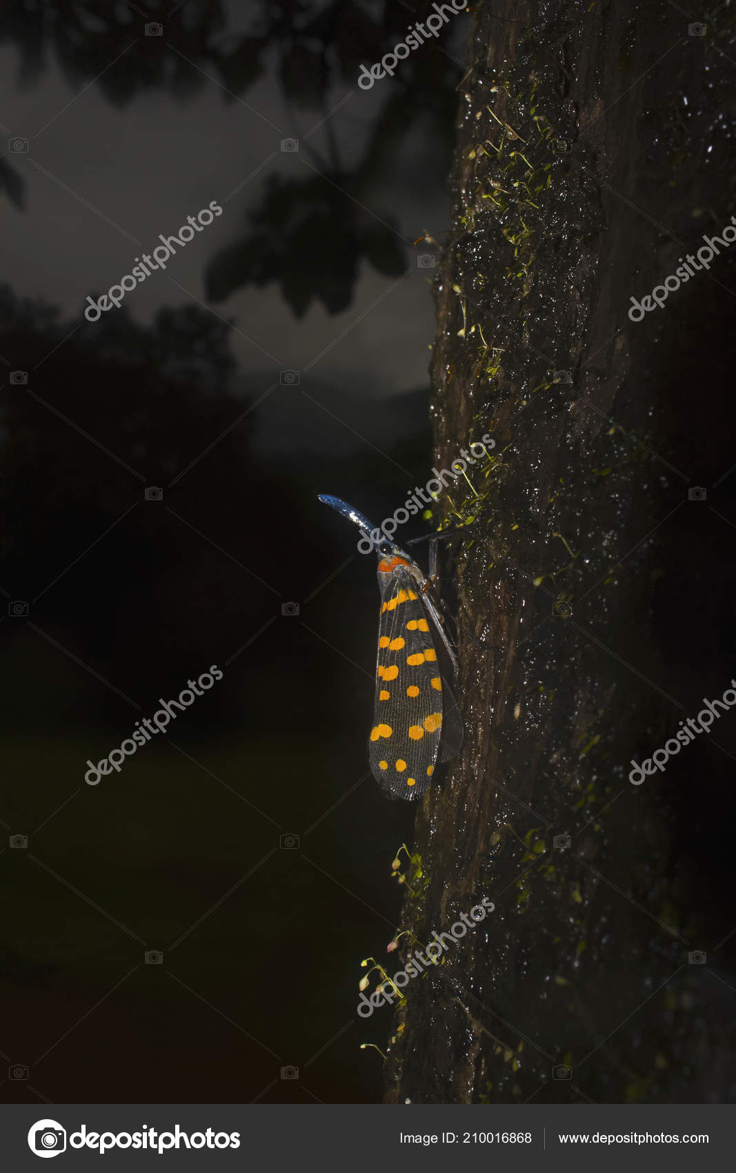 Lantern Fly Pyrops Sharavathi Wildlife Sanctuary Karnataka India ...