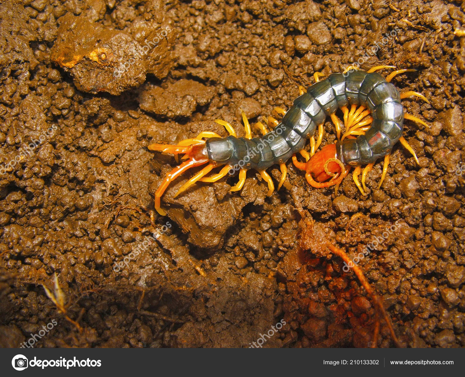 Centipede Bhimashankar Wildlife Sanctuary Maharashtra State India Stock ...