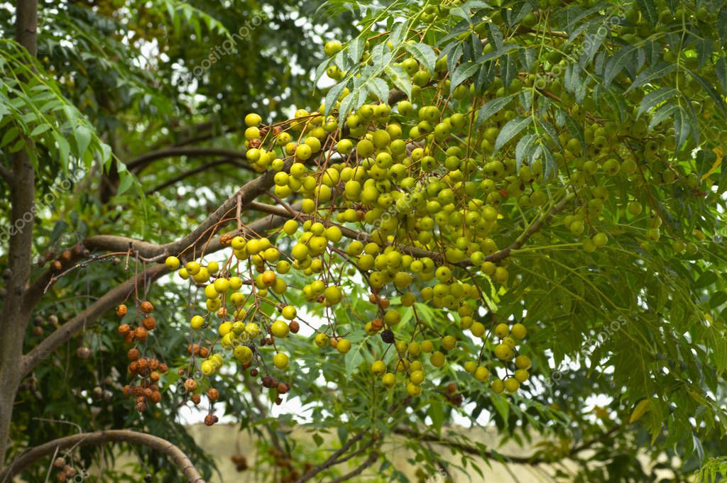 Neem árbol de la medicina natural y el cultivo de frutas cerca de Pune ...