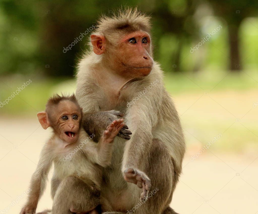 Bonnet Maqaque, Macaca radiata, Parque Nacional Bandipur, Karnataka ...
