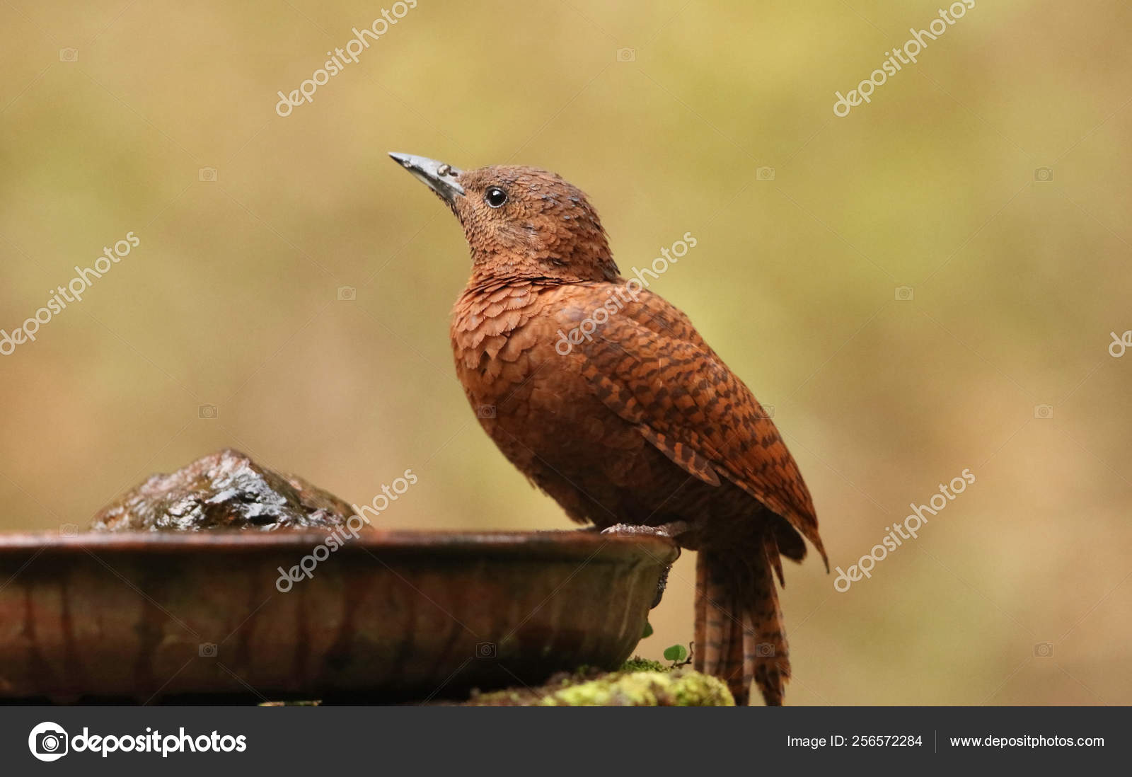 Rufous Woodpecker, Micropternus brachyurus, Ganeshgudi, Karnataka ...