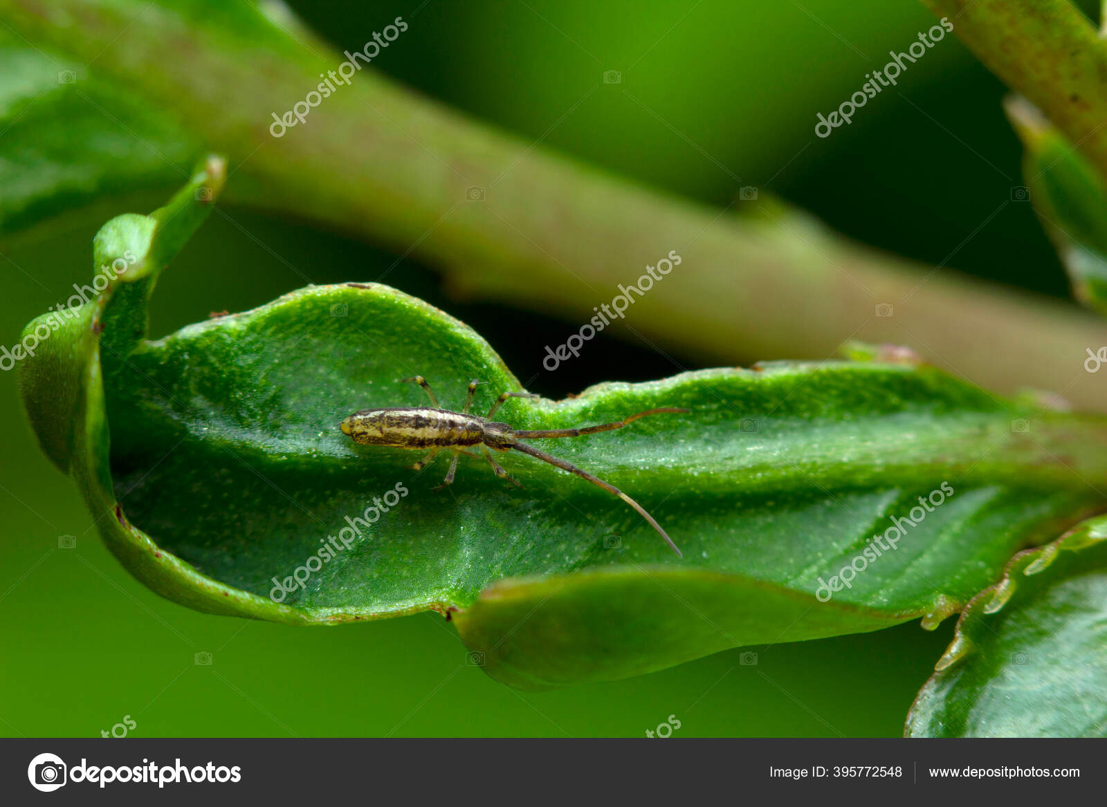 Springtail Insect Leaf Collembola Form Largest Three Lineages Modern ...