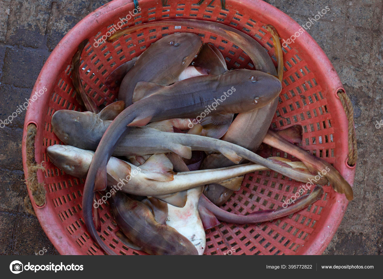 Squalidae Also Called Dogfish Sharks Dog Sharks Spiny Dogfish Second ...