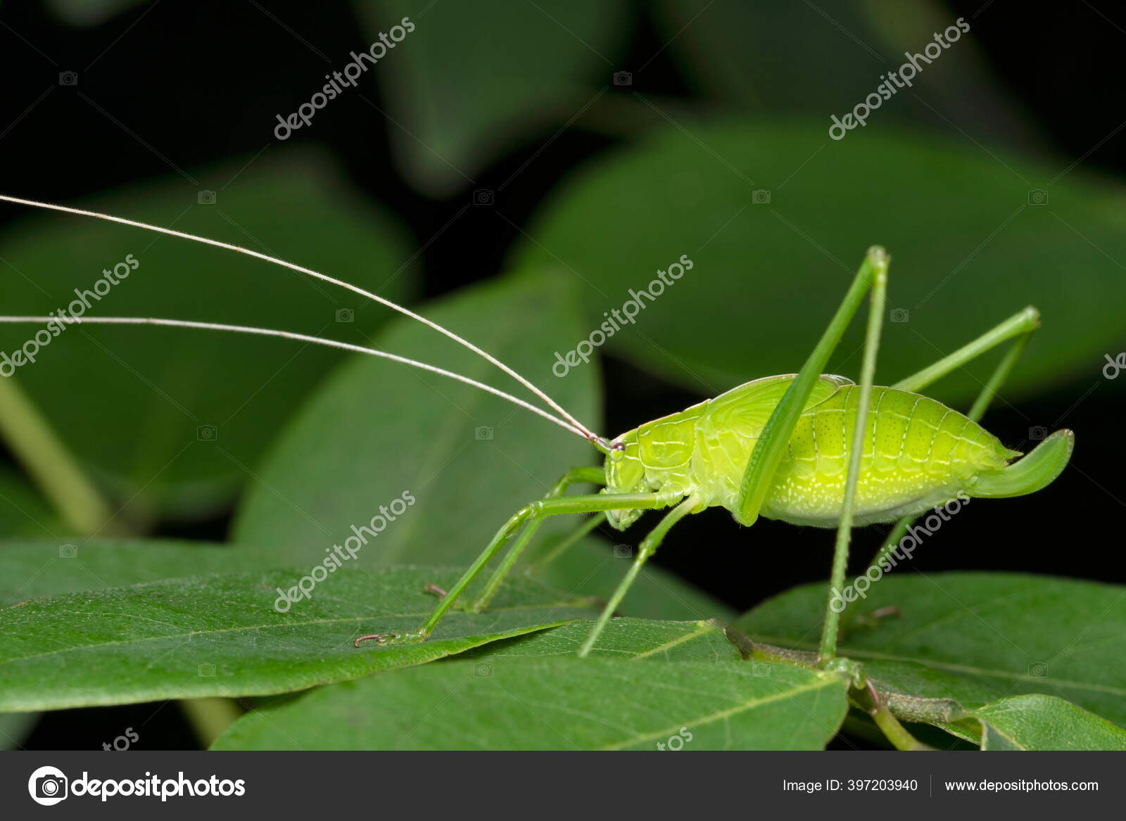 Tettigoniidae Katydids