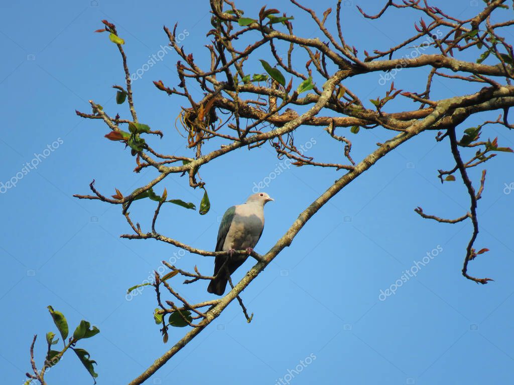 Paloma imperial de montaña, Ducula badia, Nameri Tiger Reserve, Assam ...