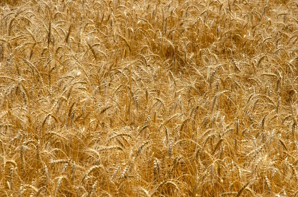 Dead wheat field Stock Photos, Royalty Free Dead wheat field Images ...