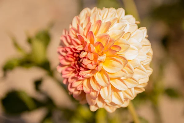 bloomed flower. single flower in the garden, dahlia, pink and orange ...
