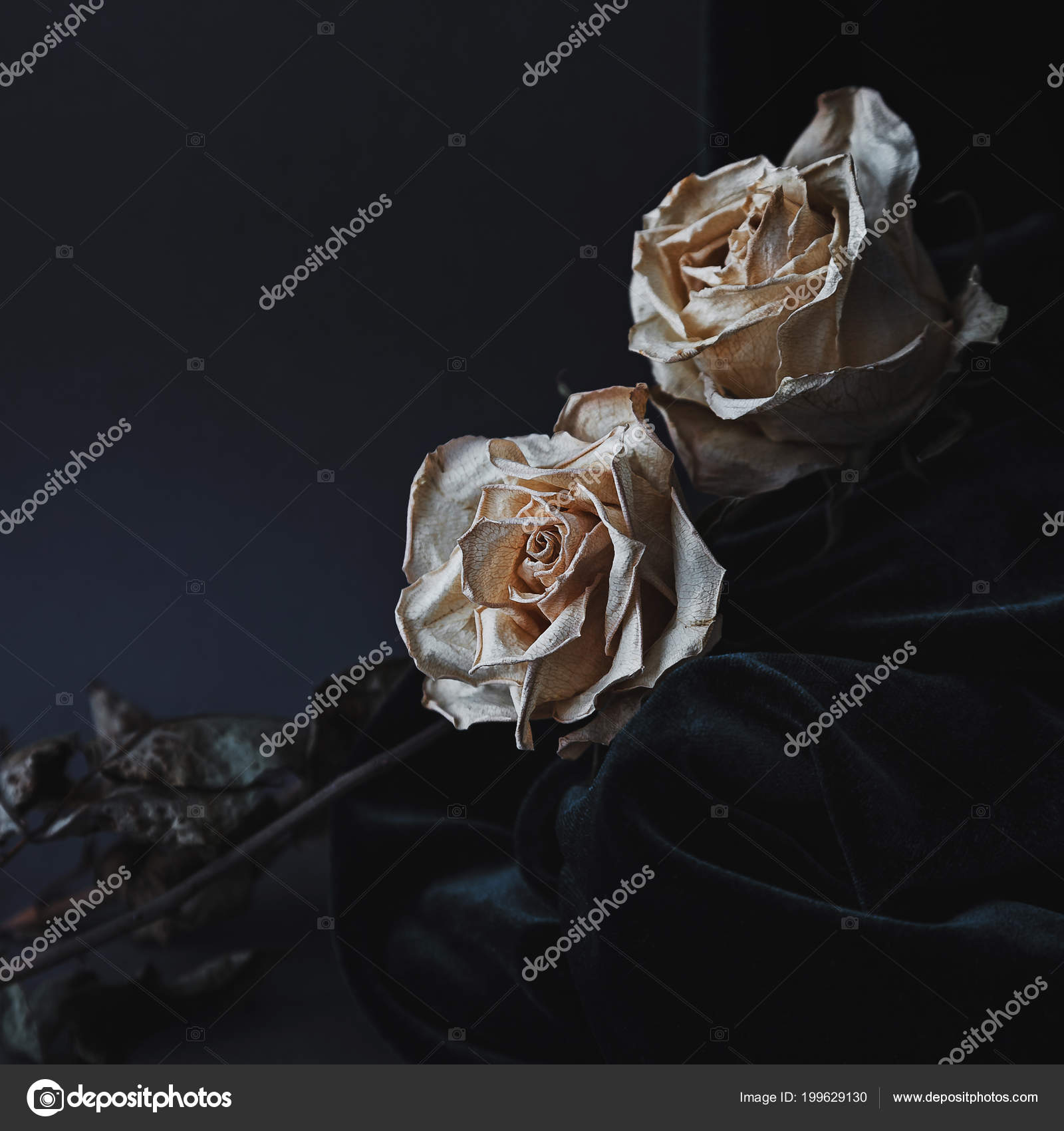 Two Dried White Roses Gray Background Dark Velvet Draping Creating ...