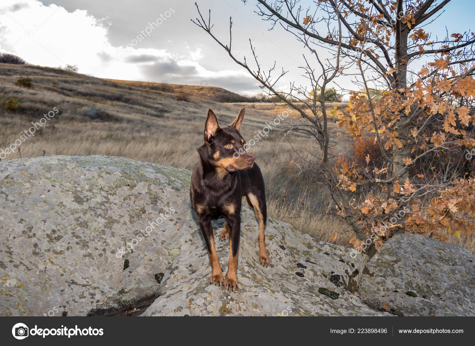 Perro Kelpie Australiano Otoño Campo Con Hierba Seca — Foto de stock ...