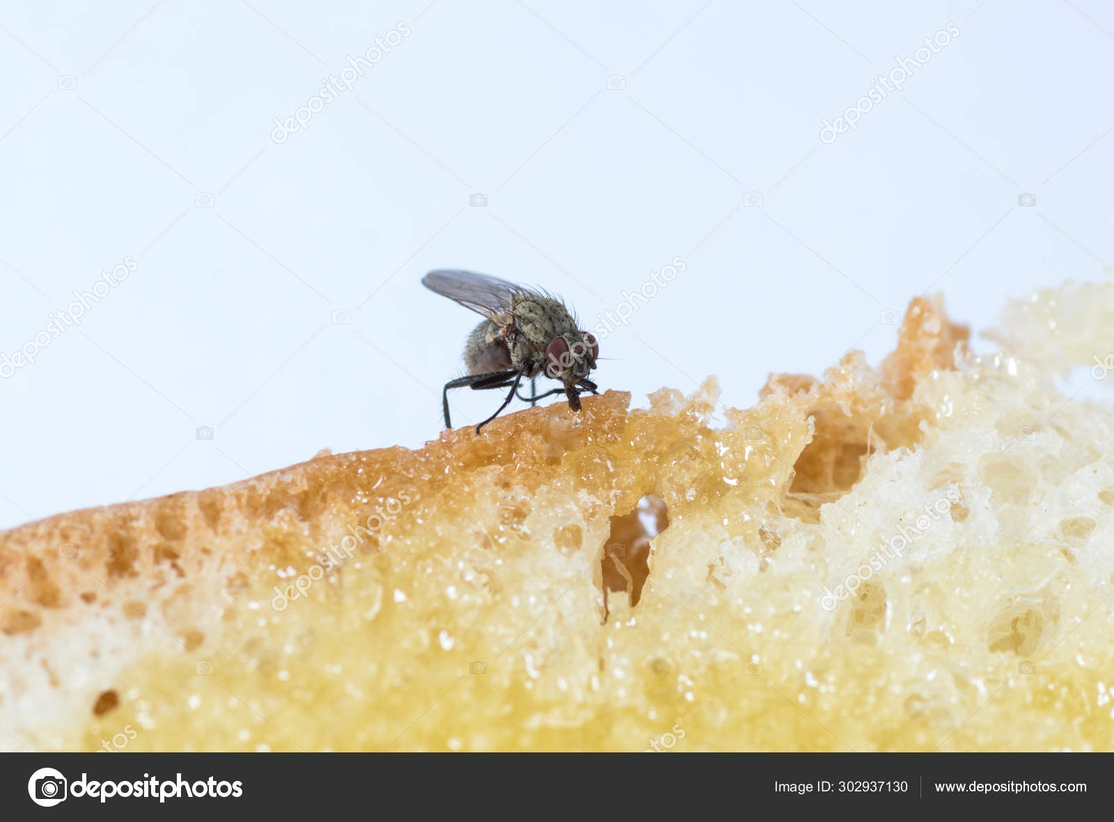 Flies Sitting On Food