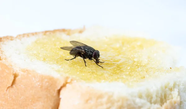Flies on food Stock Photos, Royalty Free Flies on food Images ...