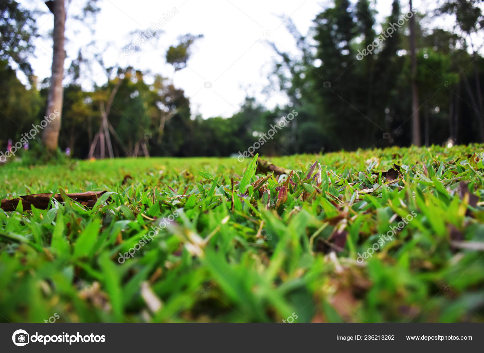 Ant View Focus Grass Some Dry Leaves Blurred Forest Copy — Stock Photo ...