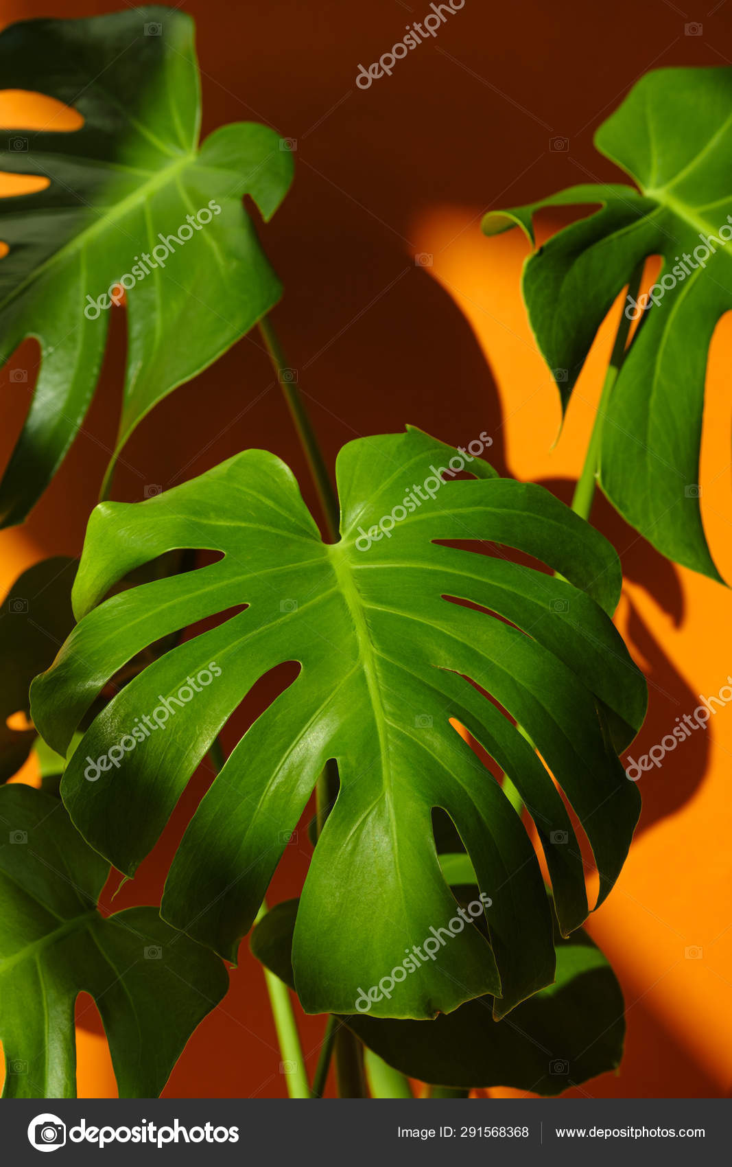 Monstera in the sun. Beautiful combination of colors: green and orange ...