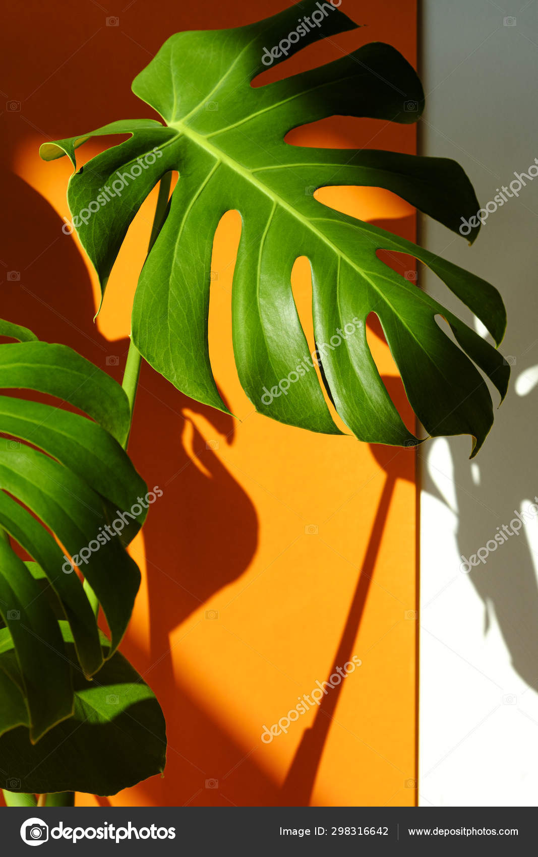 Monstera in the sun. Beautiful combination of colors: green, white ...