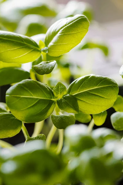 Micro basil Stock Photos, Royalty Free Micro basil Images | Depositphotos