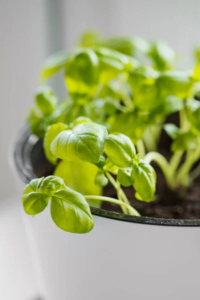 Micro basil Stock Photos, Royalty Free Micro basil Images | Depositphotos