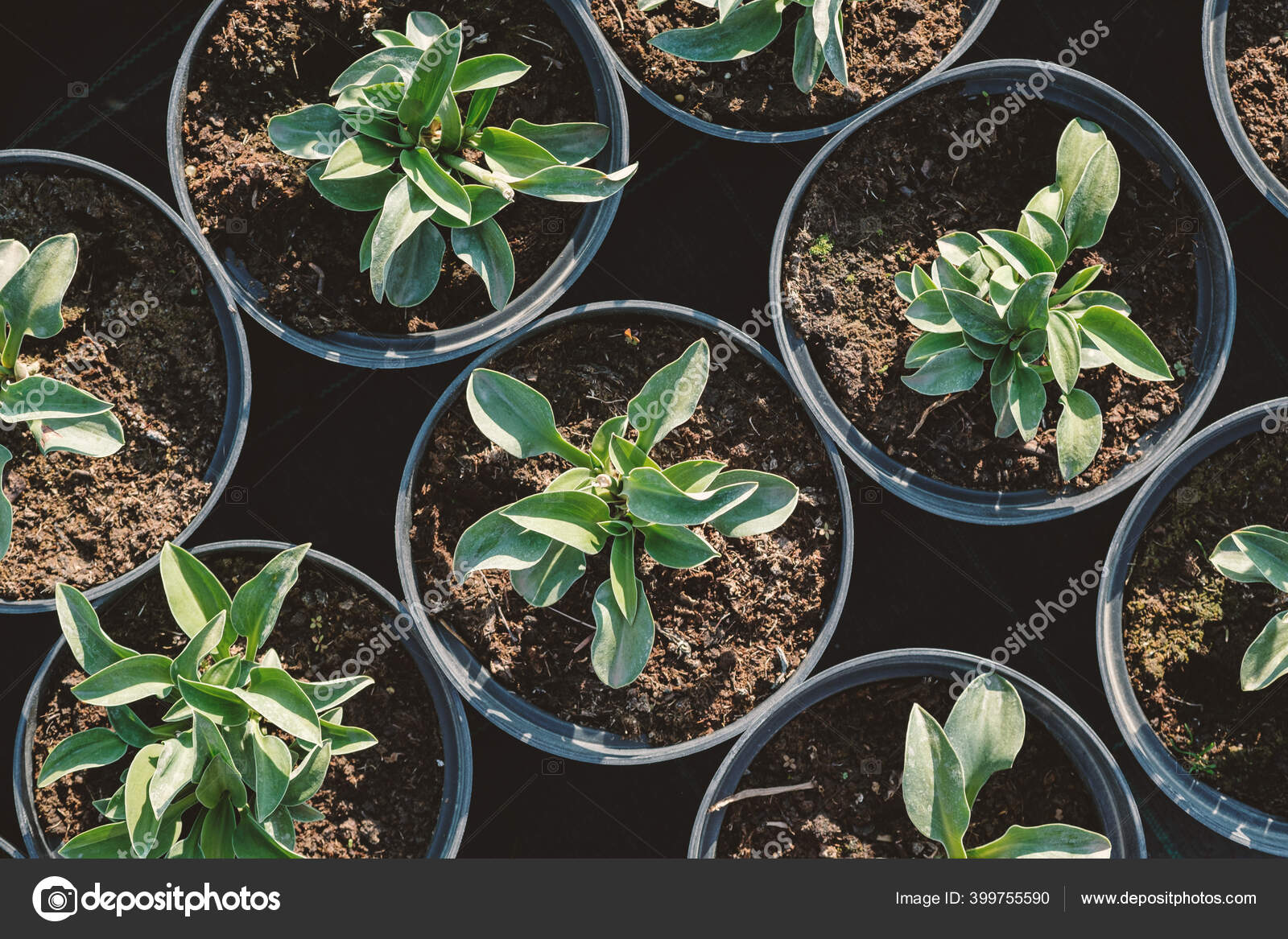 Hosta Leaves Pattern Background Bushes Hosta Plant Pots Transport ...