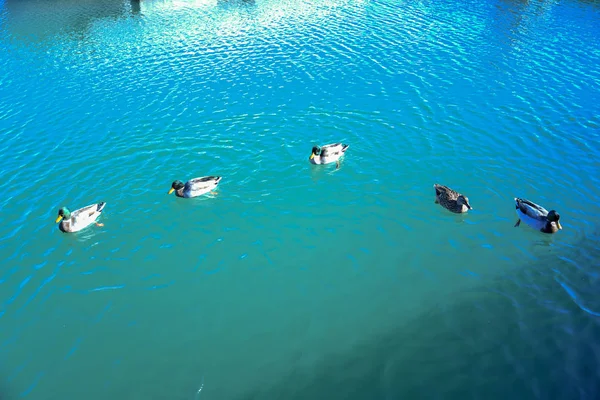 Patos azules Stock Photos, Royalty Free Patos azules Images | Depositphotos