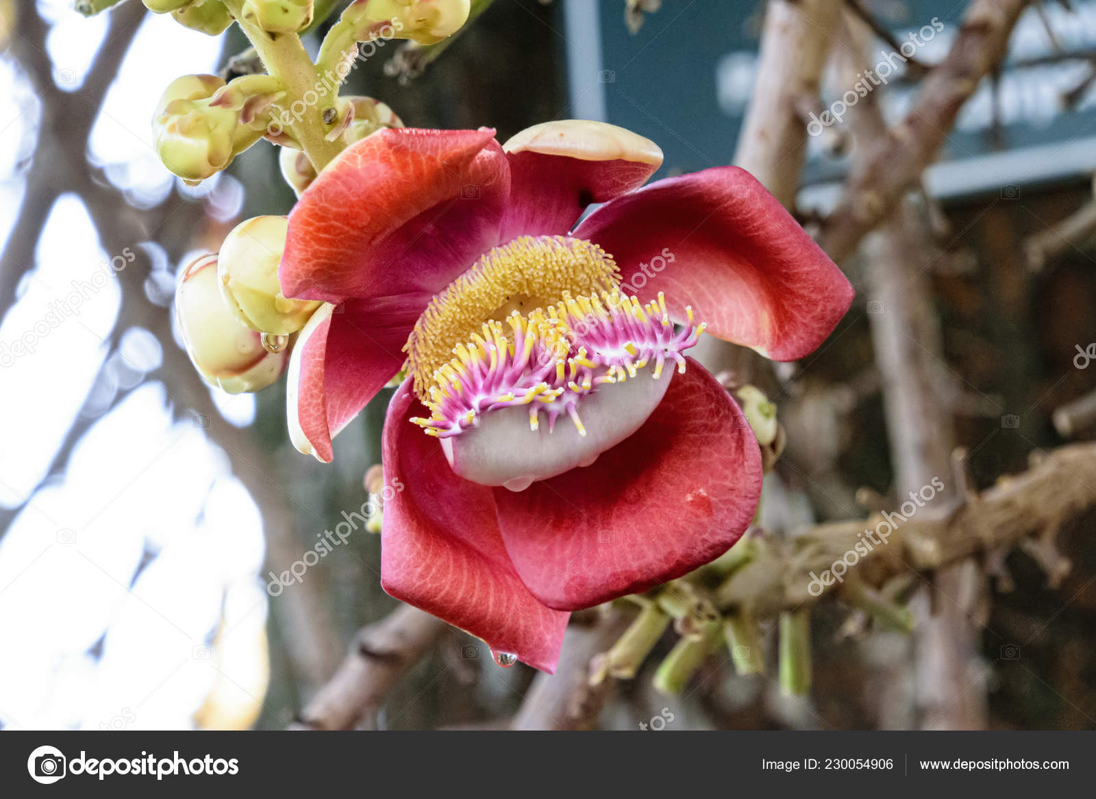 Cambodia May 2015 Shorea Robusta Also Known Sakhua Shala Tree — Stock ...