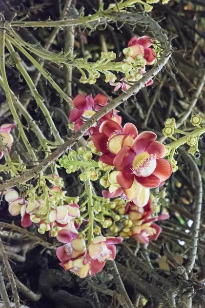 Cambodia May 2015 Shorea Robusta Also Known Sakhua Shala Tree — Stock ...