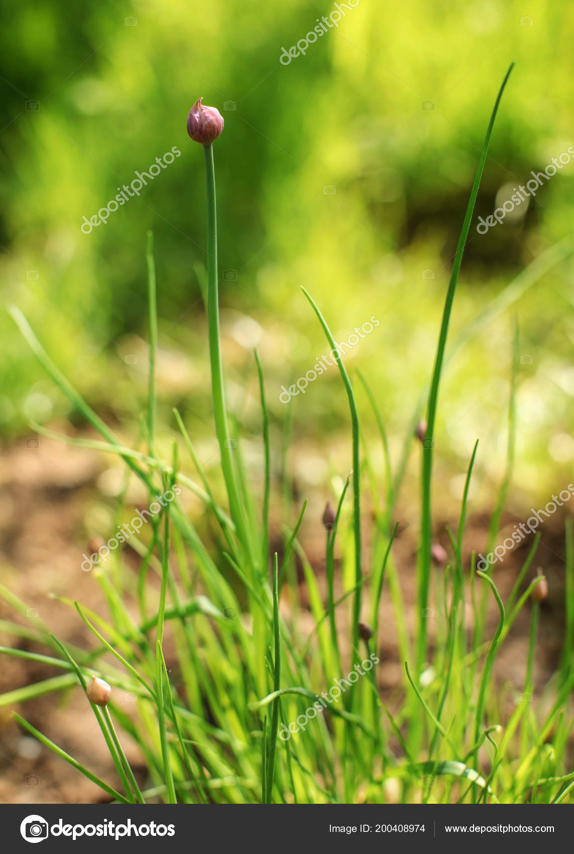 Shallow Depth Of Field Flower